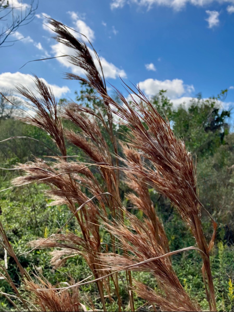 Perico Bayou – Transit Trekker